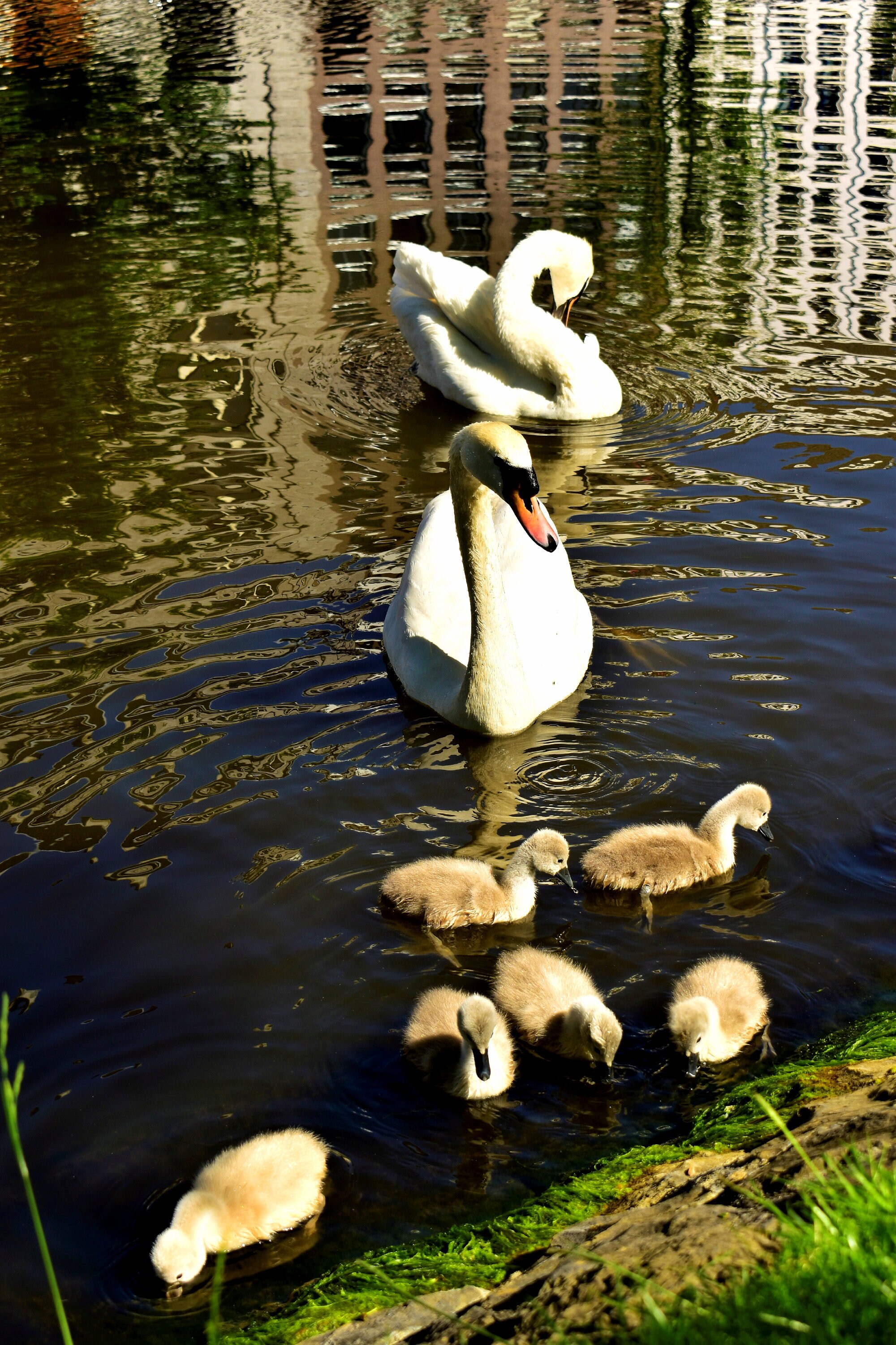 Photography Prints of Swans // Made to Order // Home and Office Decor ...