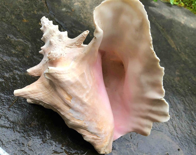 Gorgeous Large Conch Shell Decor for Beach Lovers Vintage 8" Queen ...