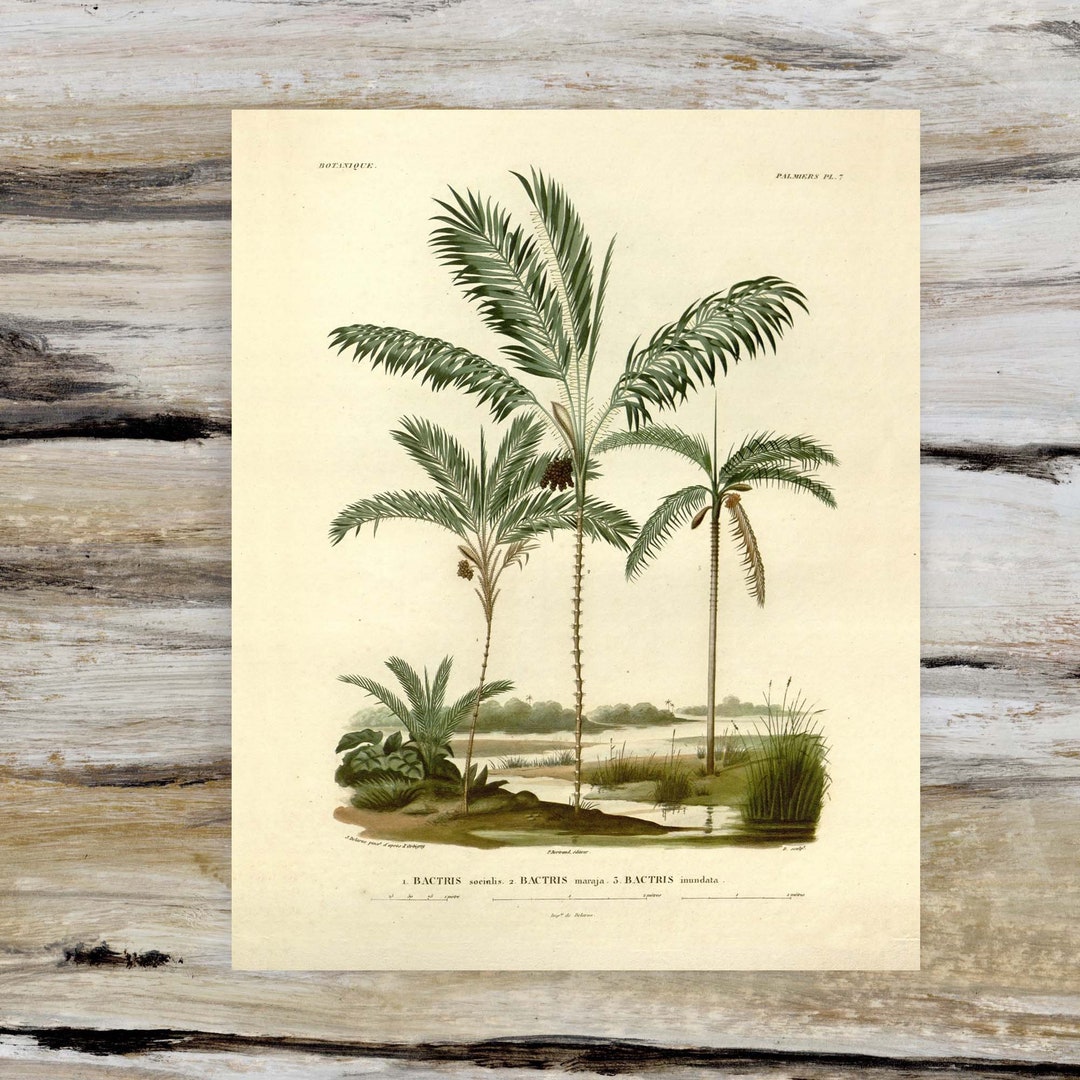 Palm Tree Botanical Print - Etsy