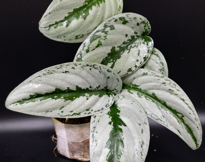 Scindapsus Platinum Borneo - Etsy