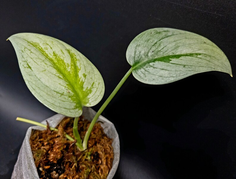 Scindapsus Platinum Borneo - Etsy