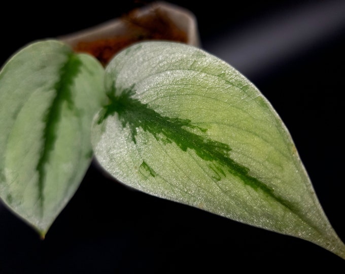 Scindapsus Silver Knight - Etsy