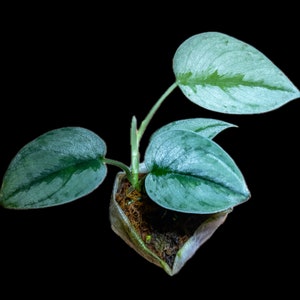 Scindapsus Silver Knight - Etsy