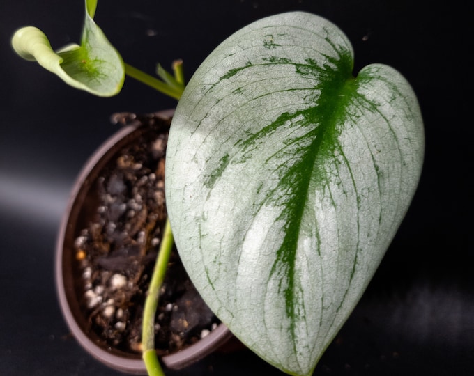 Scindapsus Platinum Borneo - Etsy