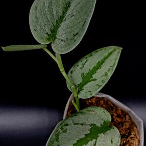 Scindapsus Silver Knight - Etsy