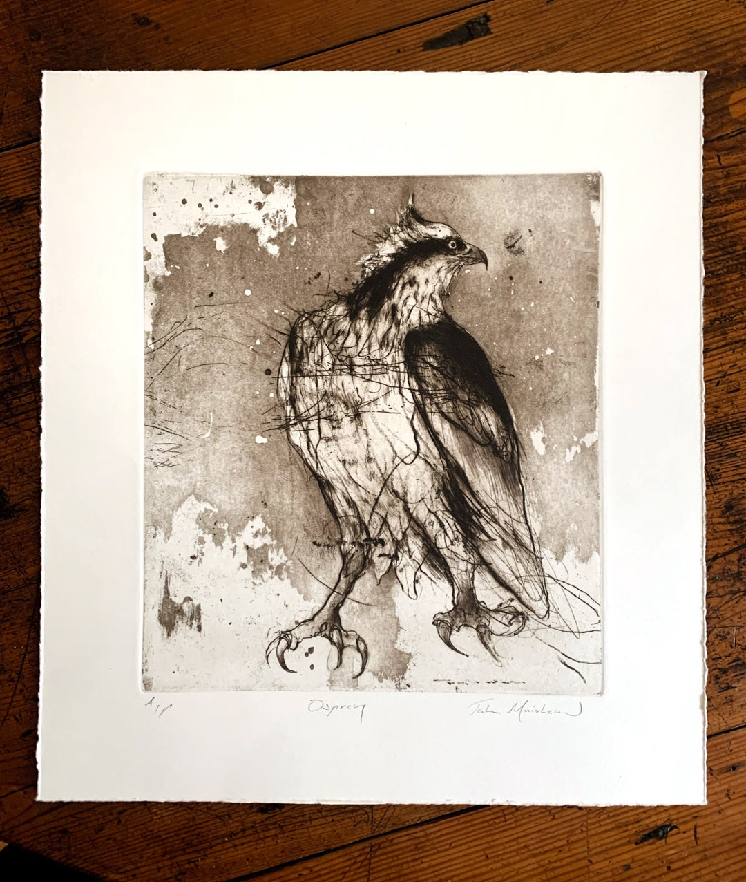 Original Etching by Jake Muirhead. Title: Osprey. Fine Art, Intaglio - Etsy