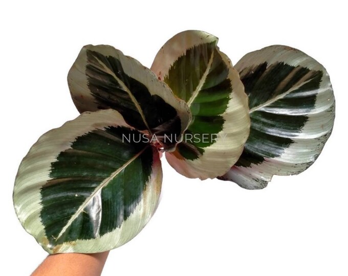 Calathea Roseopicta 'cynthia' Plant - Etsy