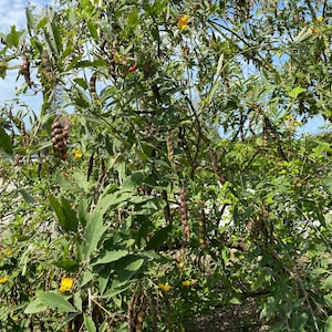 Organic Pigeon Pea Seeds: Heavy Producing Gandules Trees - Etsy