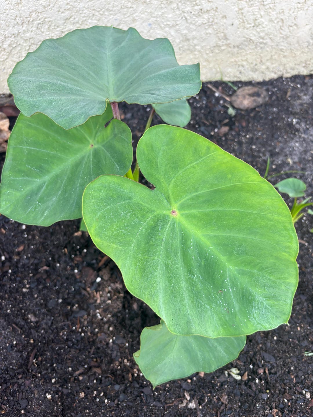 Colocasia Esculenta Taro Bulb | Edible Elephant Ear Corm for Cooking ...