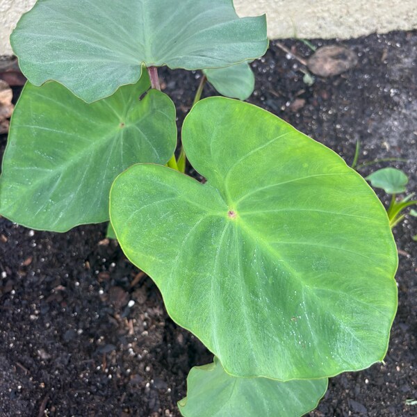 Elephant Ear Plant - Etsy