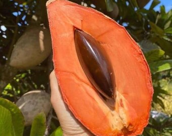 2 Key West/ Pantin Mamey Sapote Seeds ( Fresh and USA Grown) - Etsy