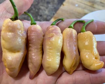 Pink Tiger Pepper Premium Seed Packet - Etsy