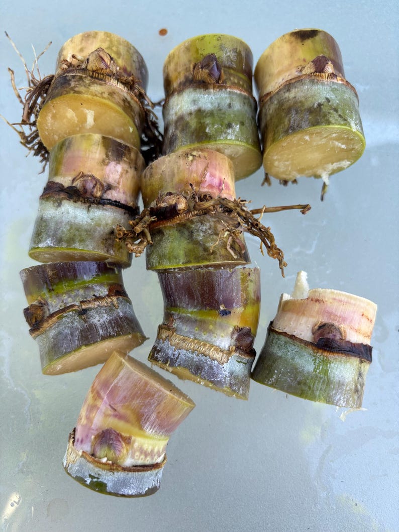 Cotton Candy Sugar Cane Nodes for Planting. Harvested Fresh Daily - Etsy