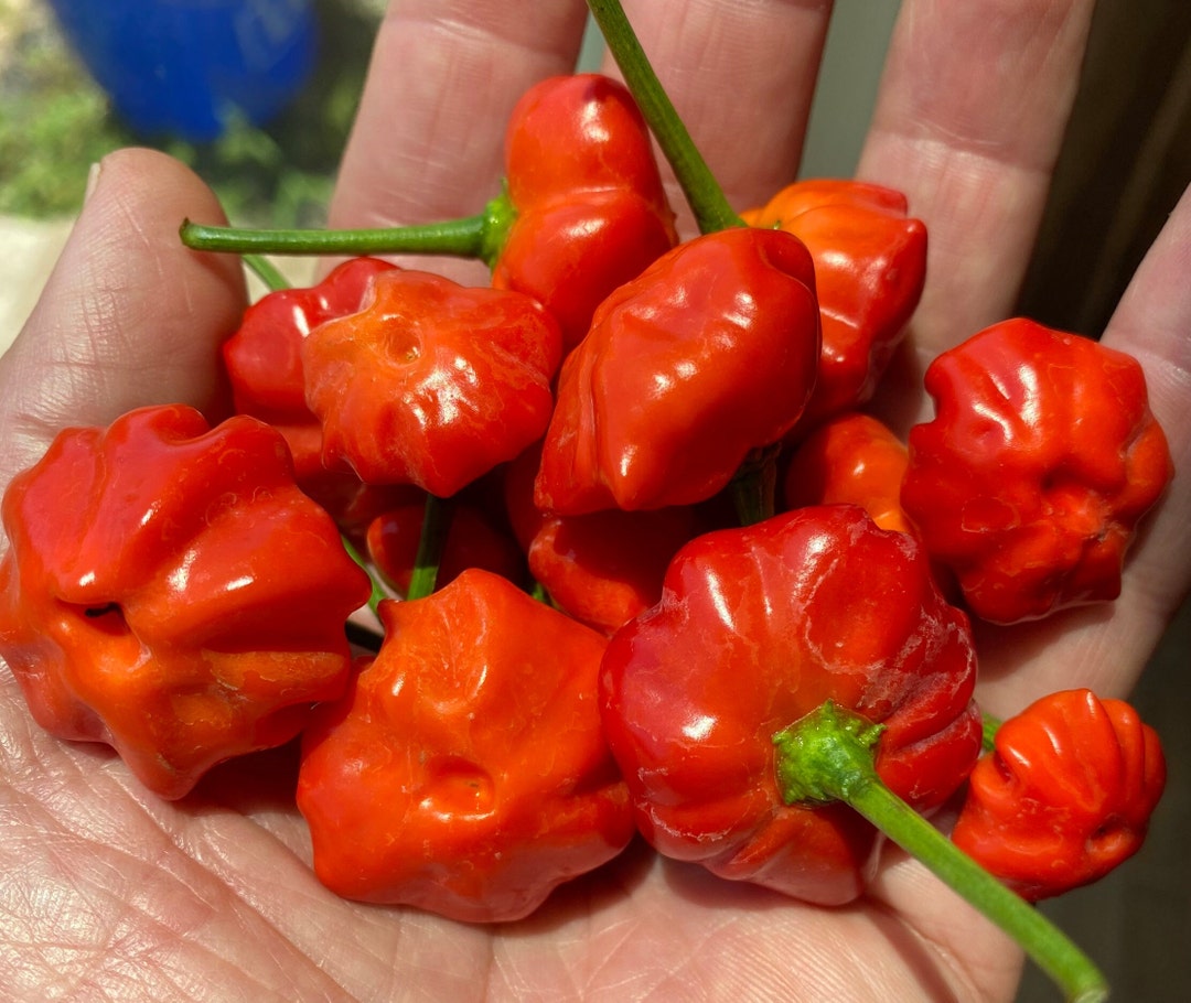 Rare Brazilian Starfish Pepper: Vibrant, Exotic, and Delicious 15 ...