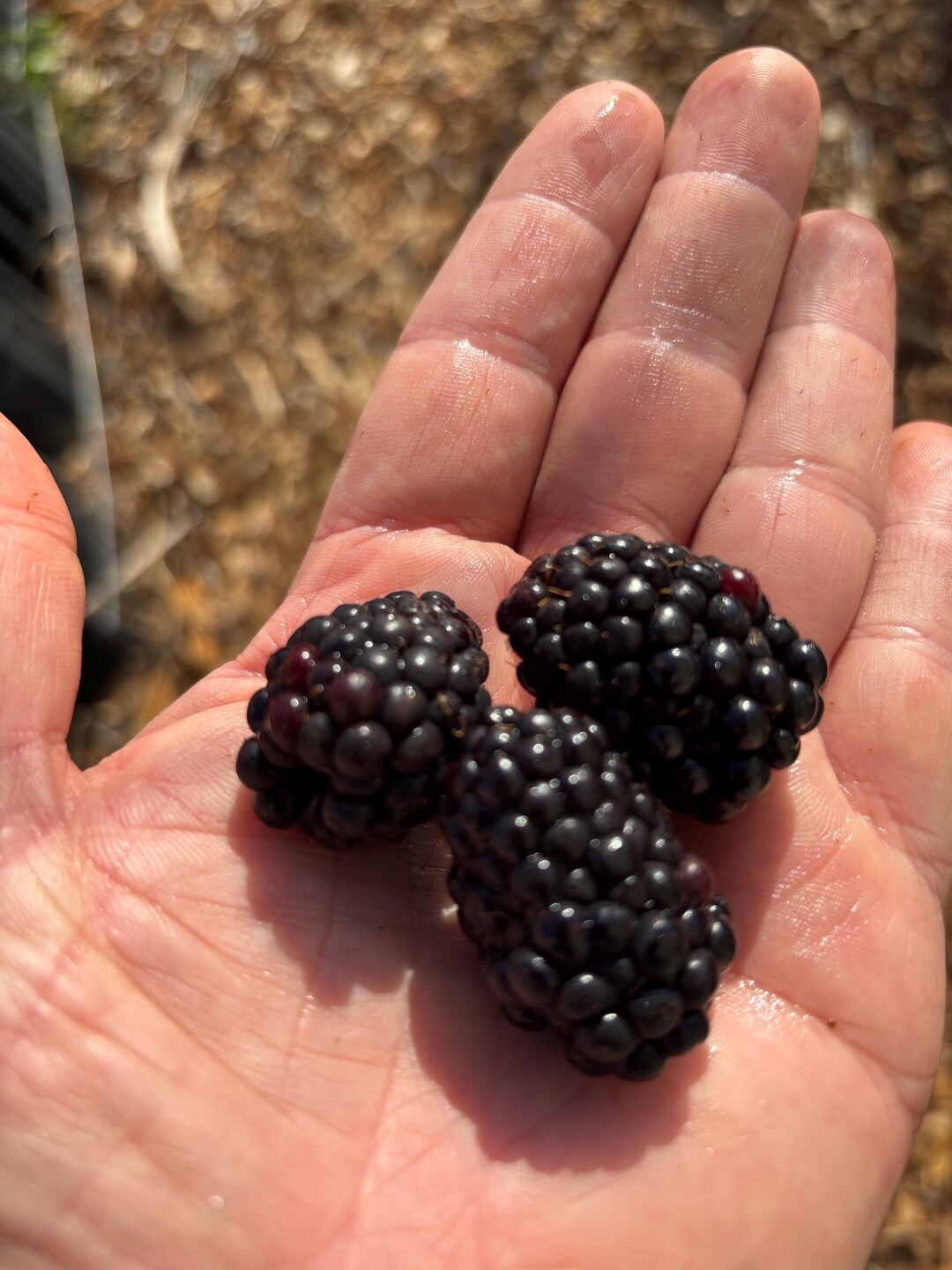 Natchez Thornless Blackberry Plant - Etsy