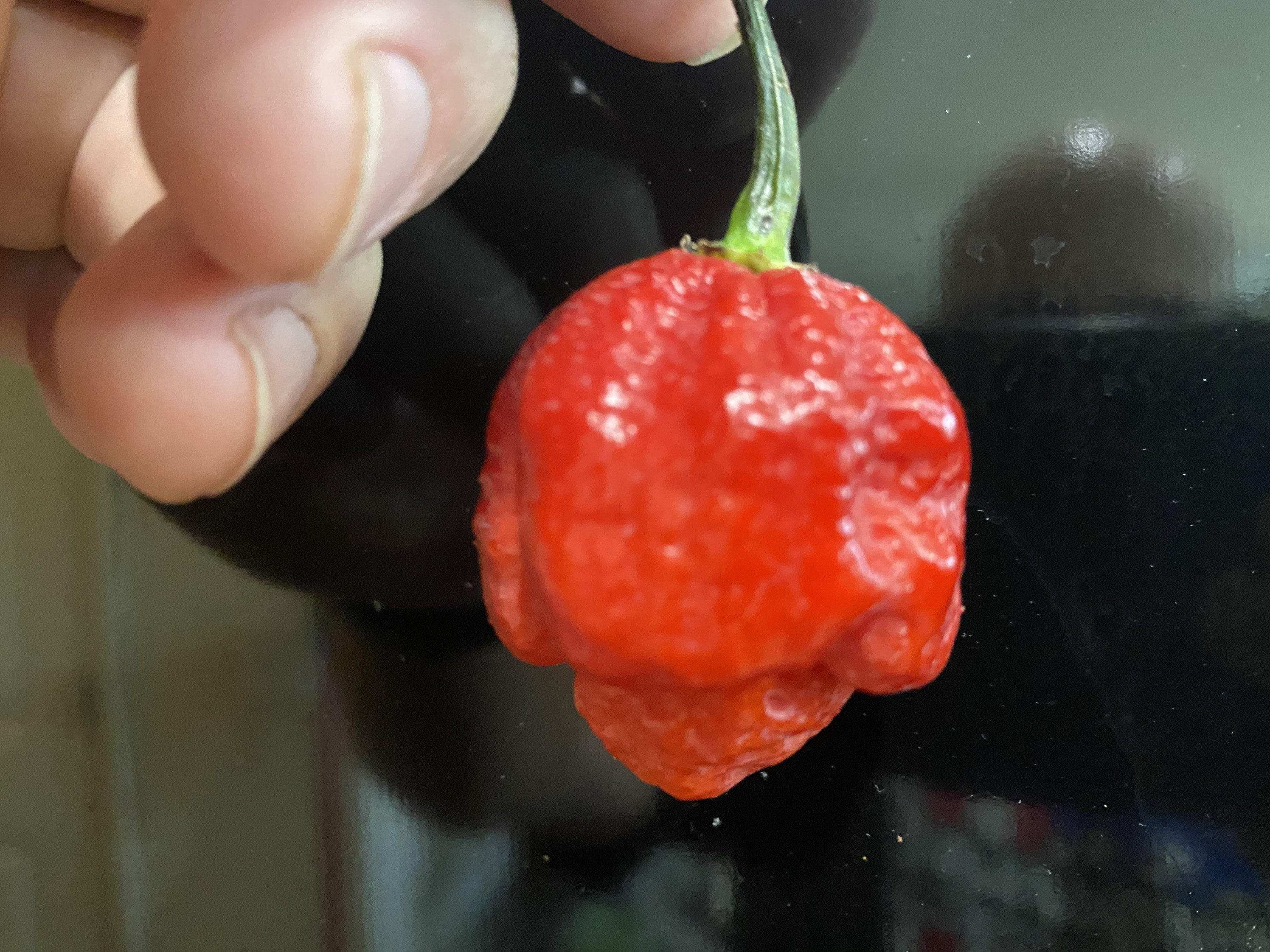 Trinidad Scorpion Pepper 15 Seeds. - Etsy
