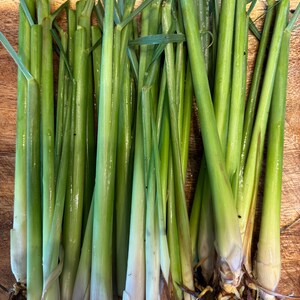 Lemon Grass Starters - Etsy