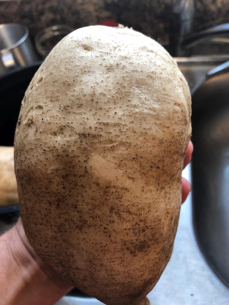 Hannah Sweet Potato Slips for Planting - Etsy