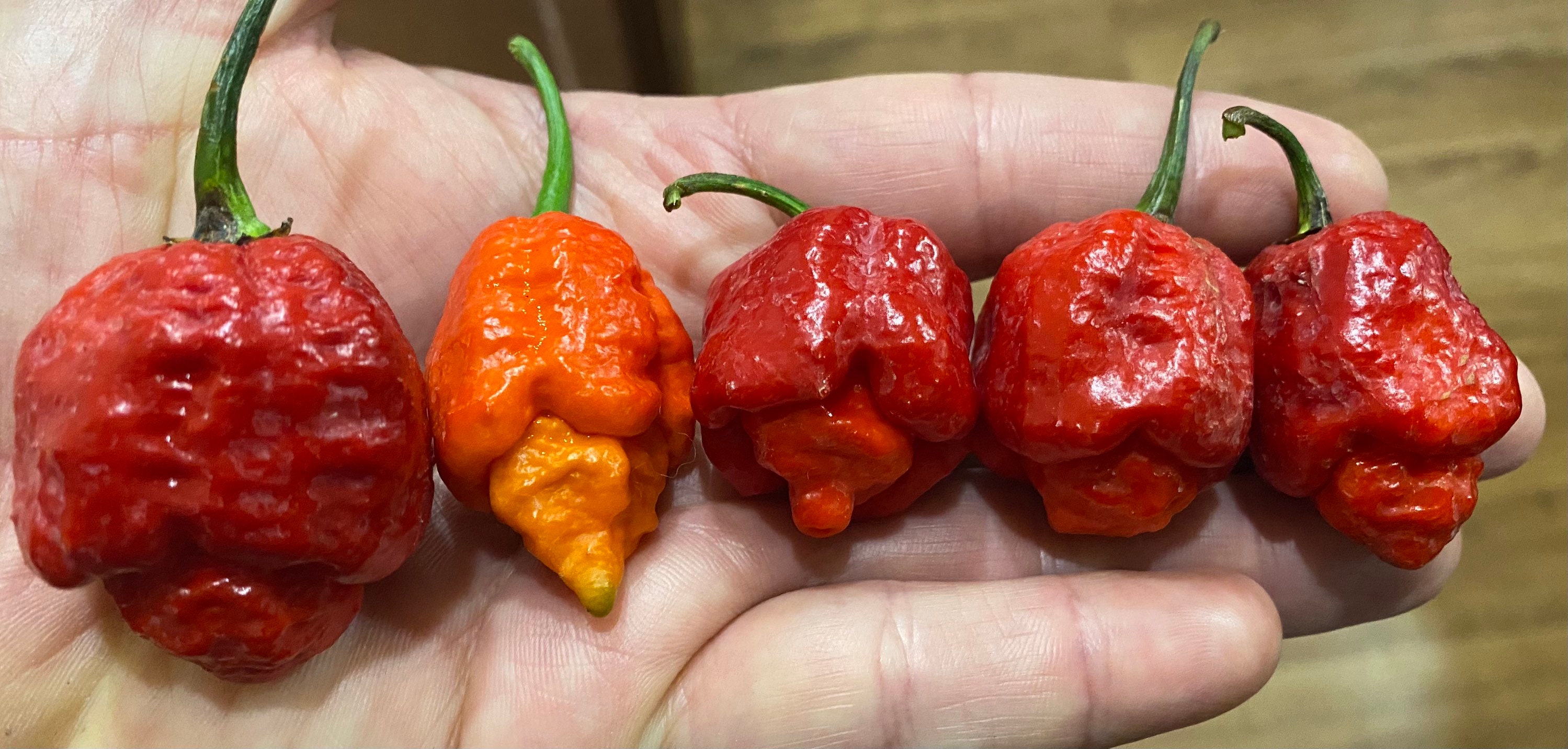 Trinidad Scorpion Pepper 15 Seeds. | Etsy
