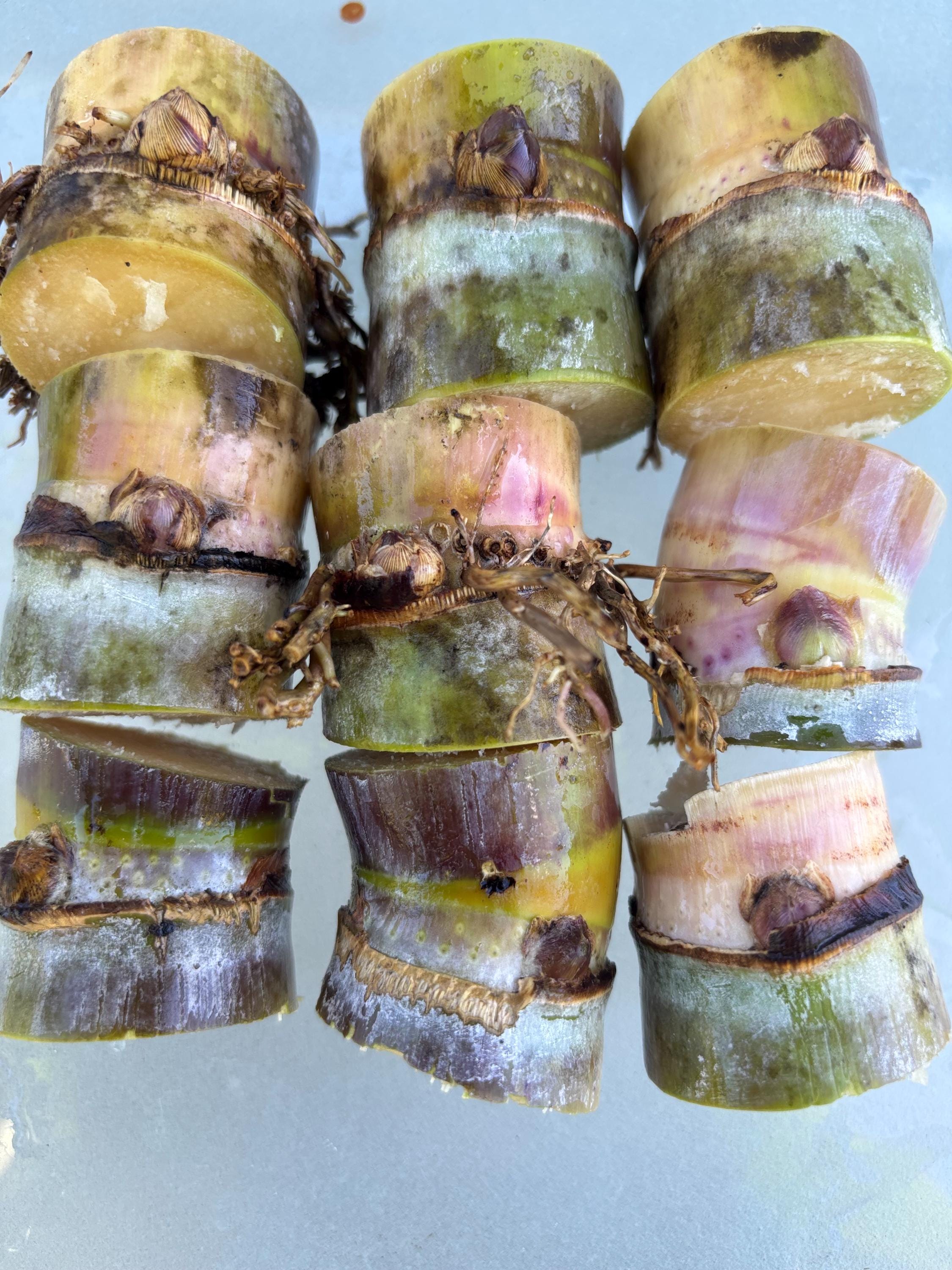 Cotton Candy Sugar Cane Nodes for Planting. Harvested Fresh Daily - Etsy