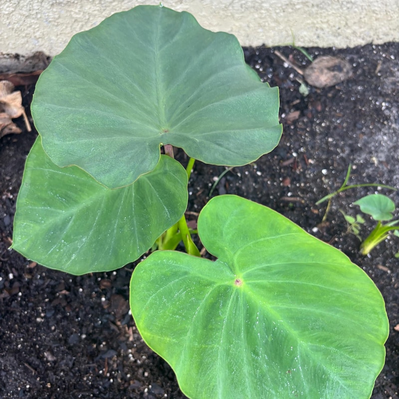 Elephant Ear Plant - Etsy