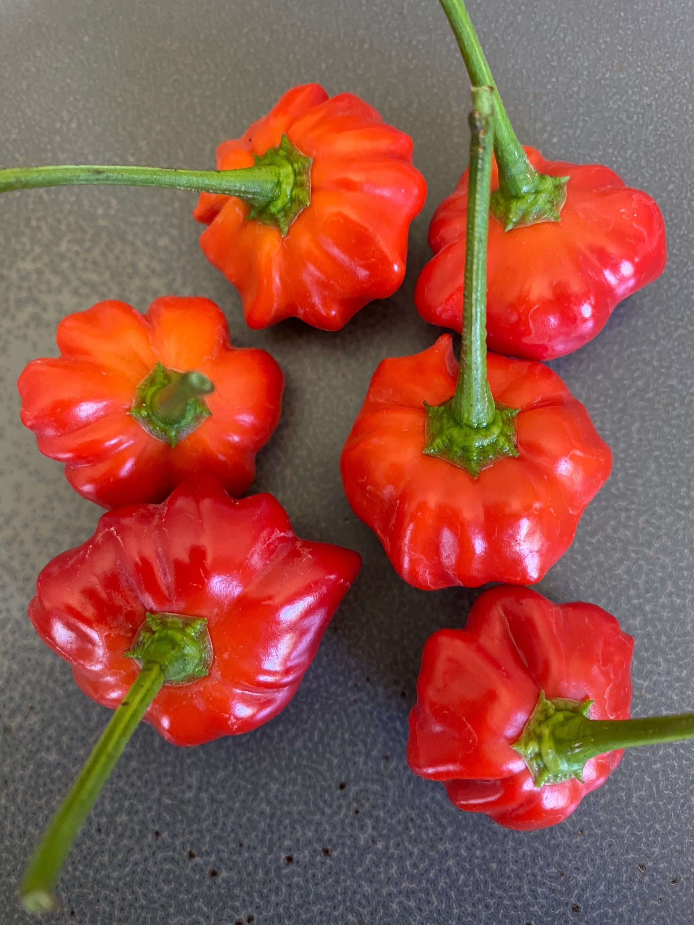 Rare Brazilian Starfish Pepper: Vibrant, Exotic, and Delicious 15 ...