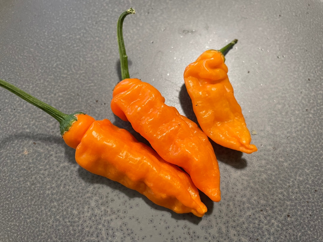 Aji Mango 15 Seeds - Etsy