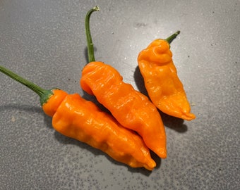 Aji Amarillo Yellow Peruvian Chili Heirloom Pepper Premium - Etsy
