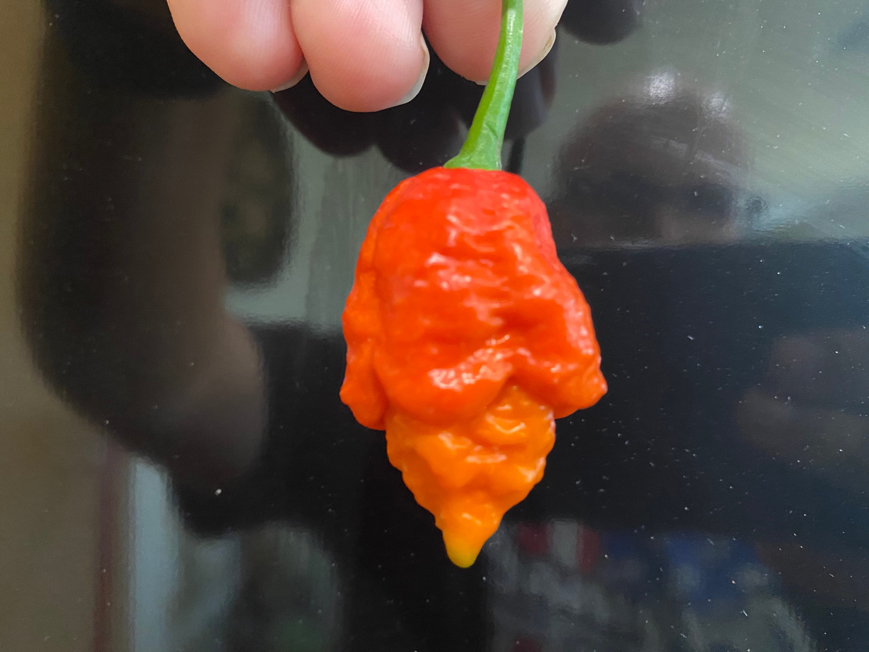 Trinidad Scorpion Pepper 15 Seeds. - Etsy