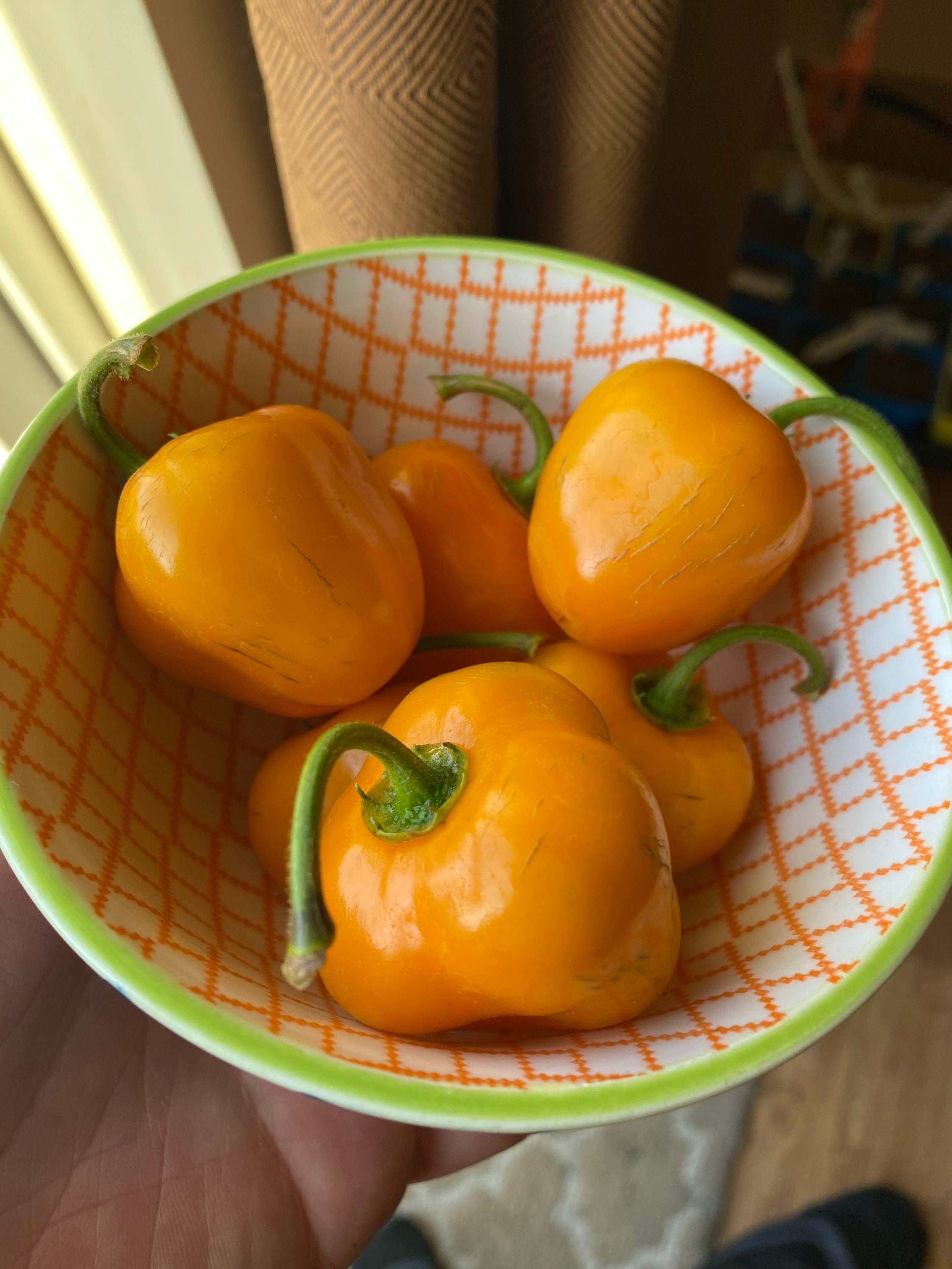 Graines de piment Rocoto orange rares vibrantes épicées et - Etsy France