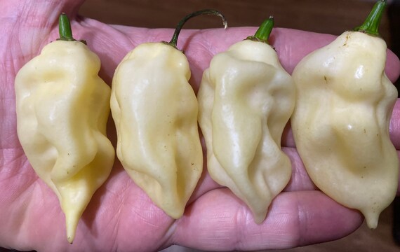 White Ghost Pepper