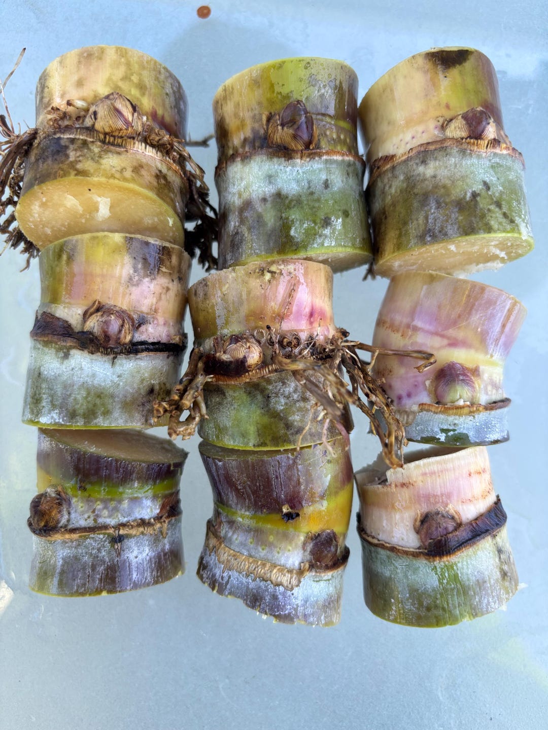 Cotton Candy Sugar Cane Nodes for Planting. Harvested Fresh Daily - Etsy