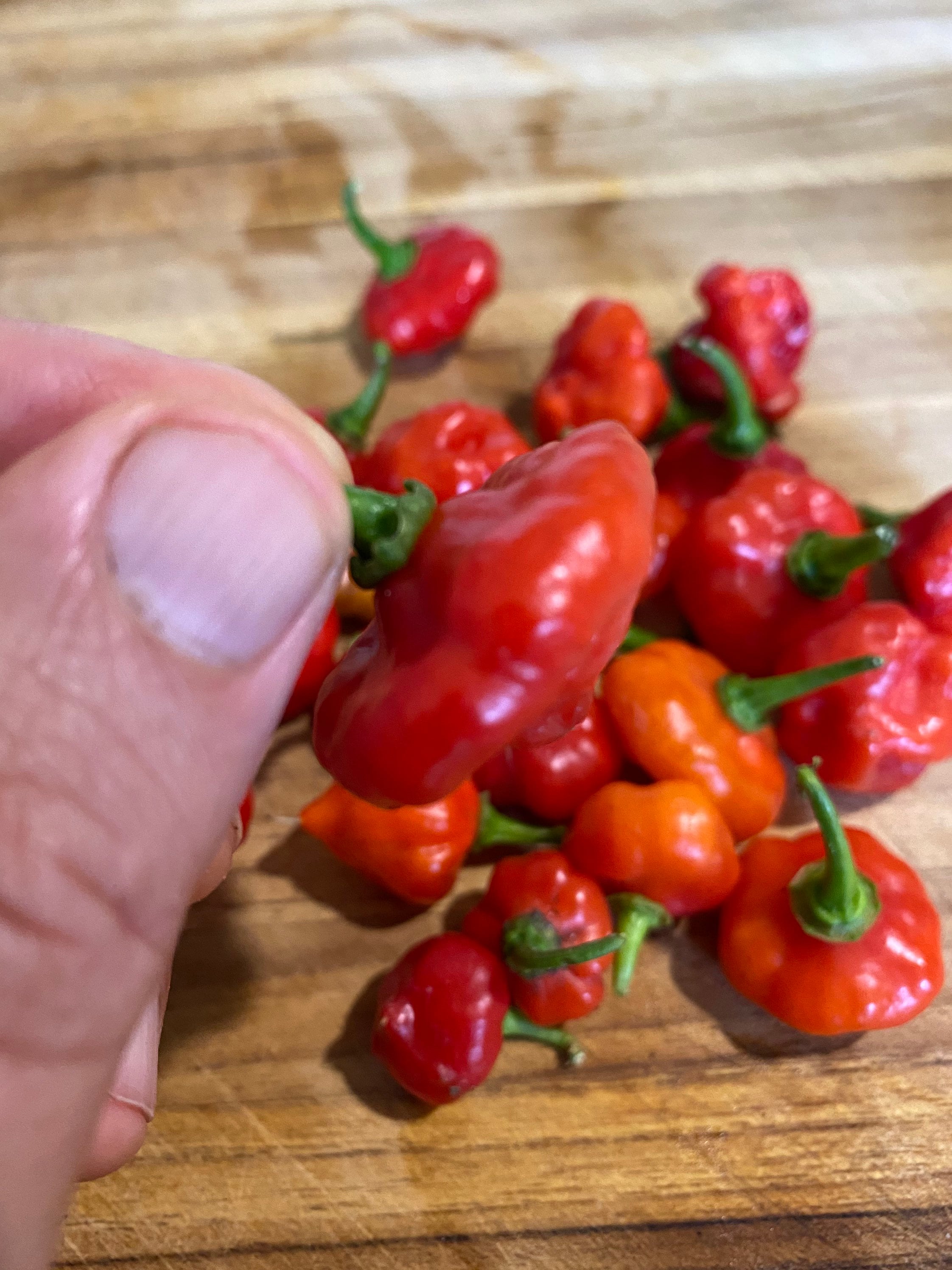 Cuban Heirloom Aji Cachucha 15 Seeds - Etsy UK