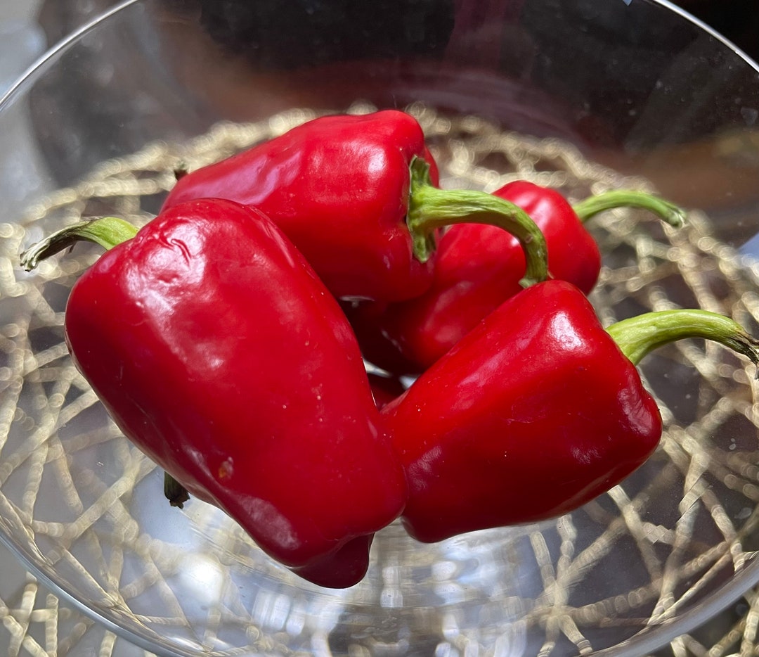 Organic Aleppo Pepper Seeds - Etsy