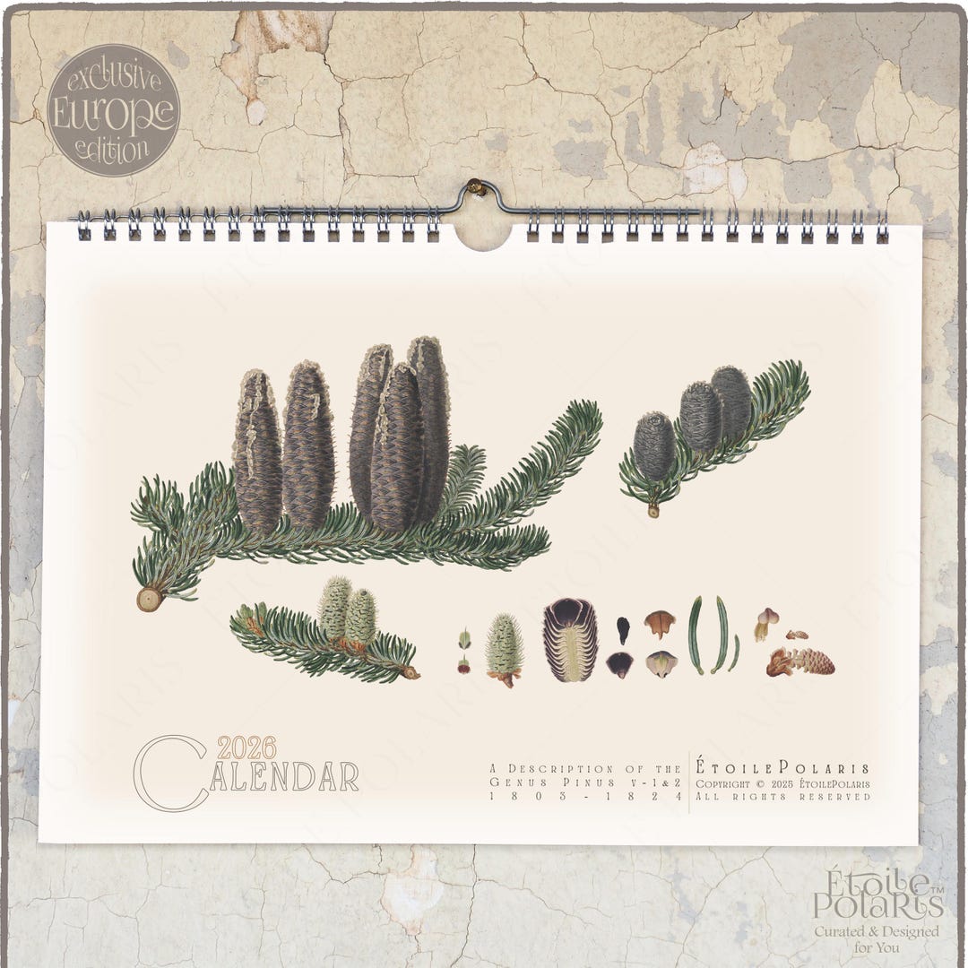 2026 Botanical Calendar - Pine Illustrations : Branches, Cones, Fir ...
