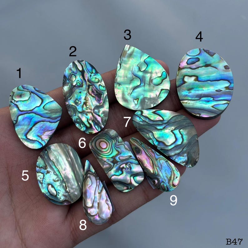 Brilliant Abalone Shell Top Grade Quality 100% Natural Abalone Shell ...