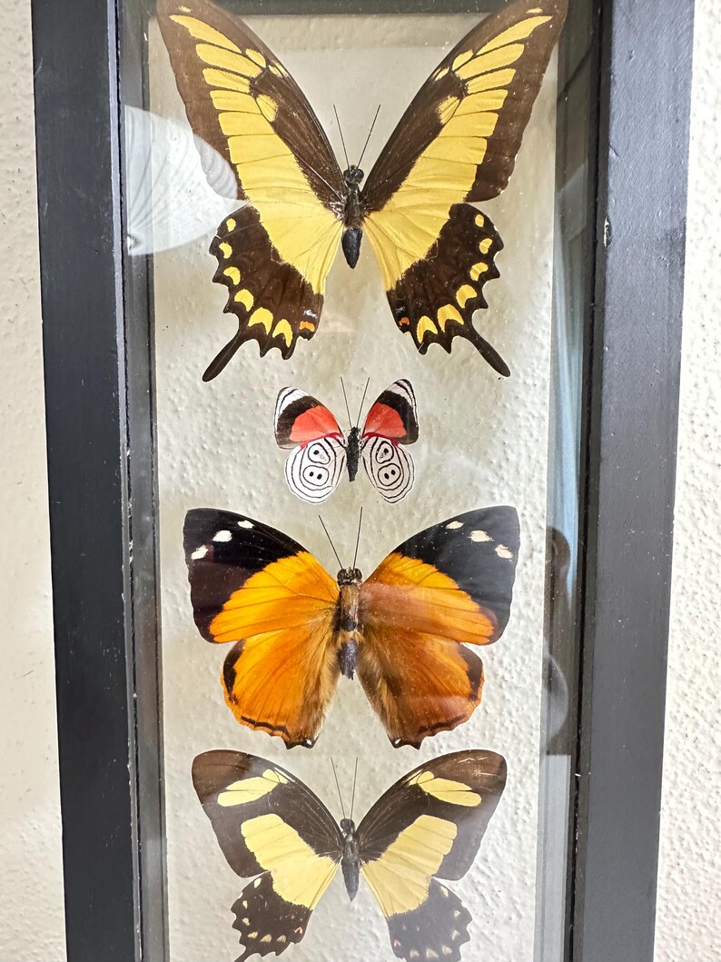 Framed Butterfly Collection | Wall Art Decor - Etsy