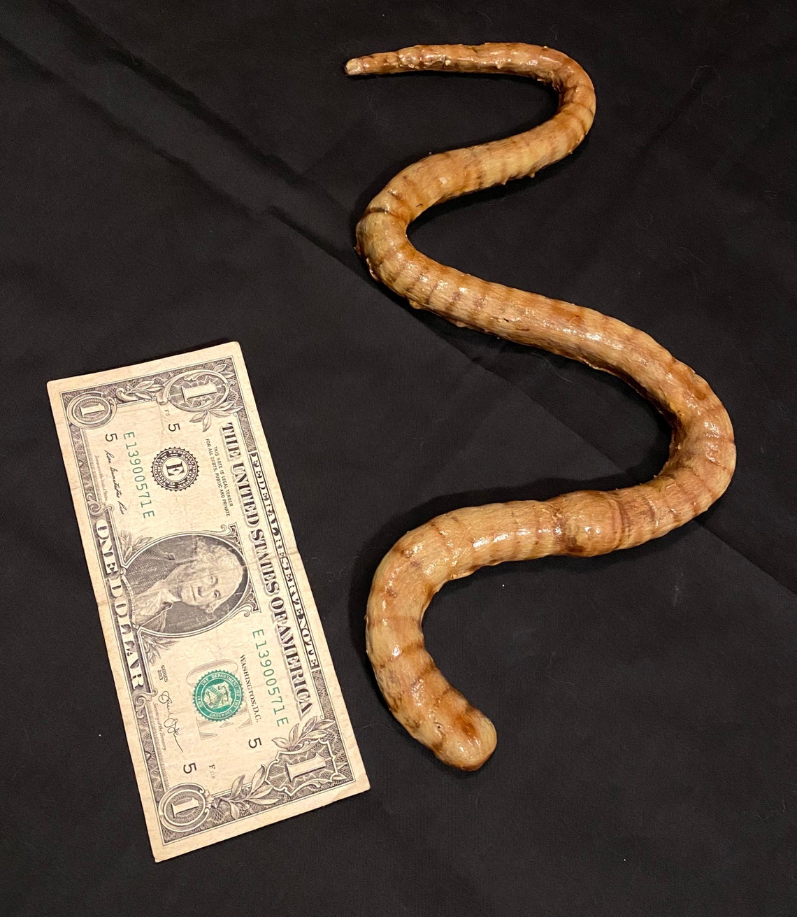 Willy the Worm - Etsy