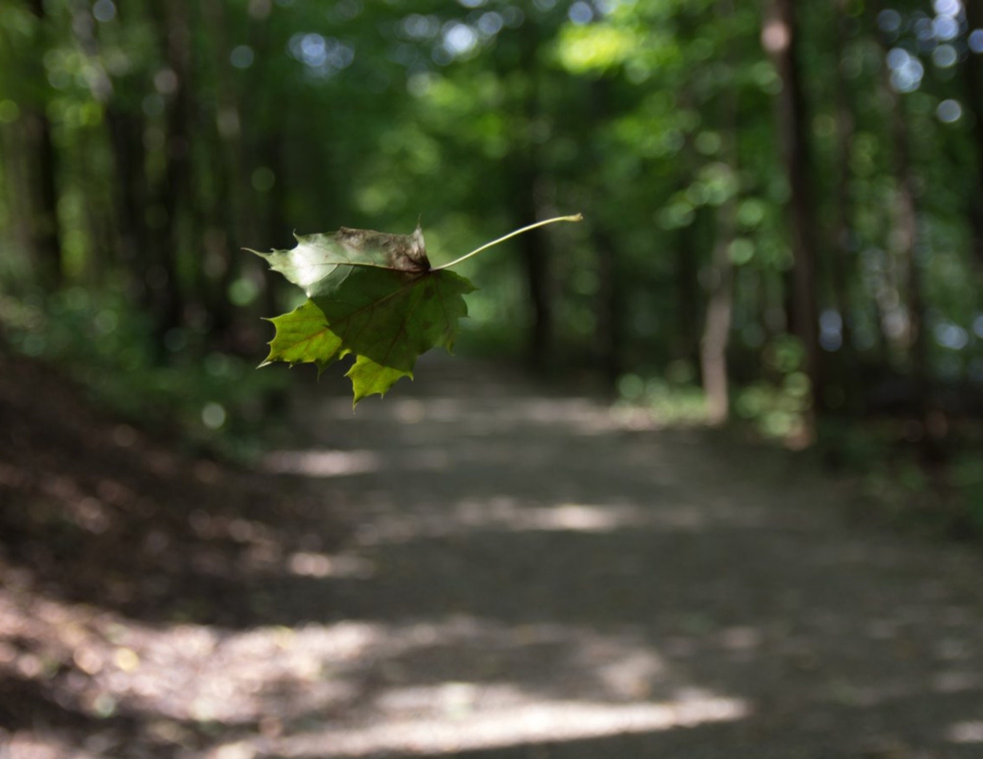 First Leaf of Fall Digital Download Printable - Etsy
