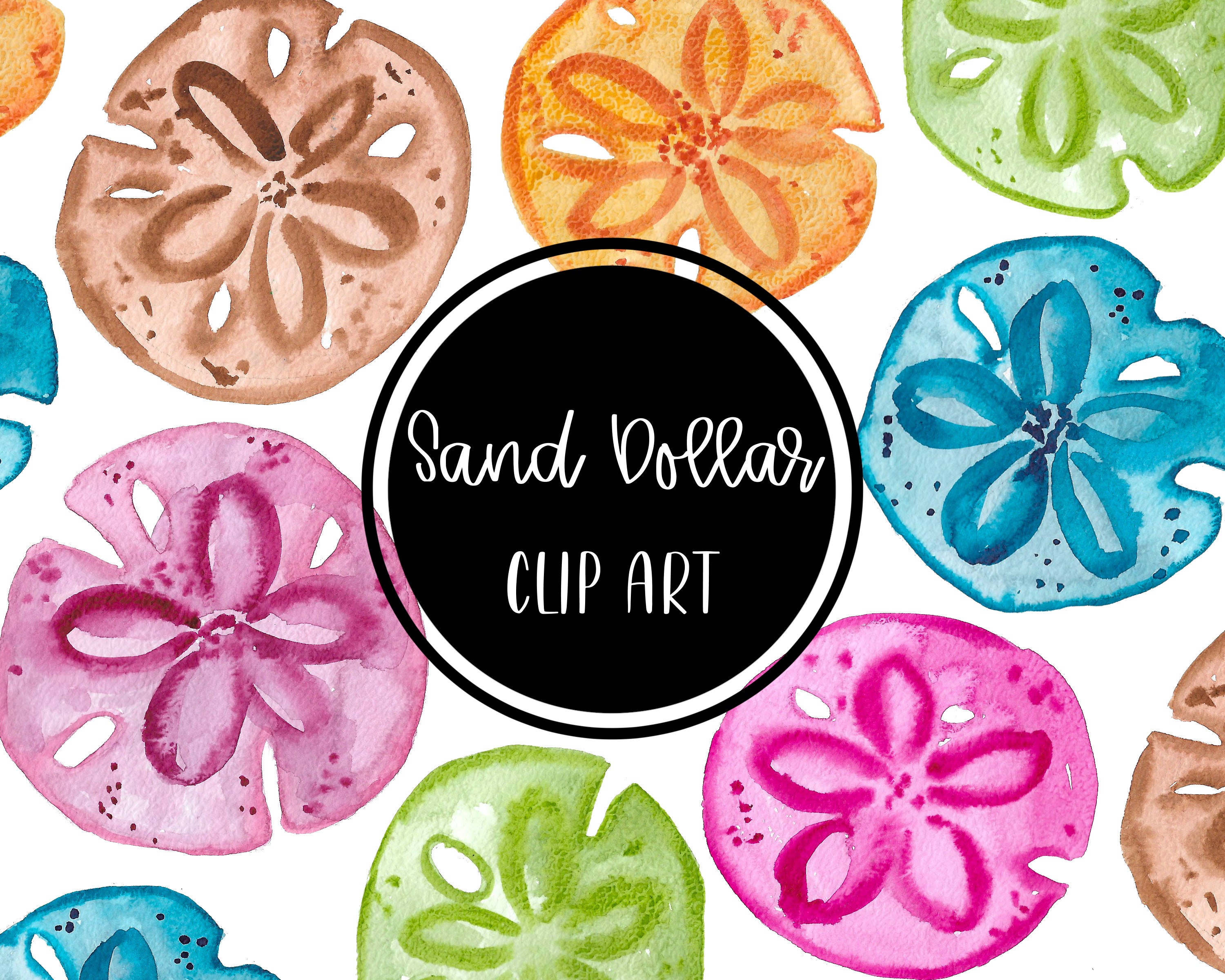 Sand Dollar Clip Art Watercolor Handpainted Digital Clipart Cards ...