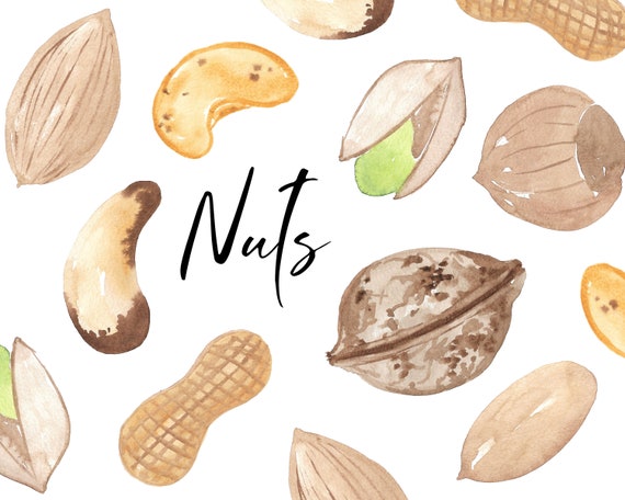 Clip Art Art & Collectibles Nuts Watercolor Handpainted Digital Clipart ...