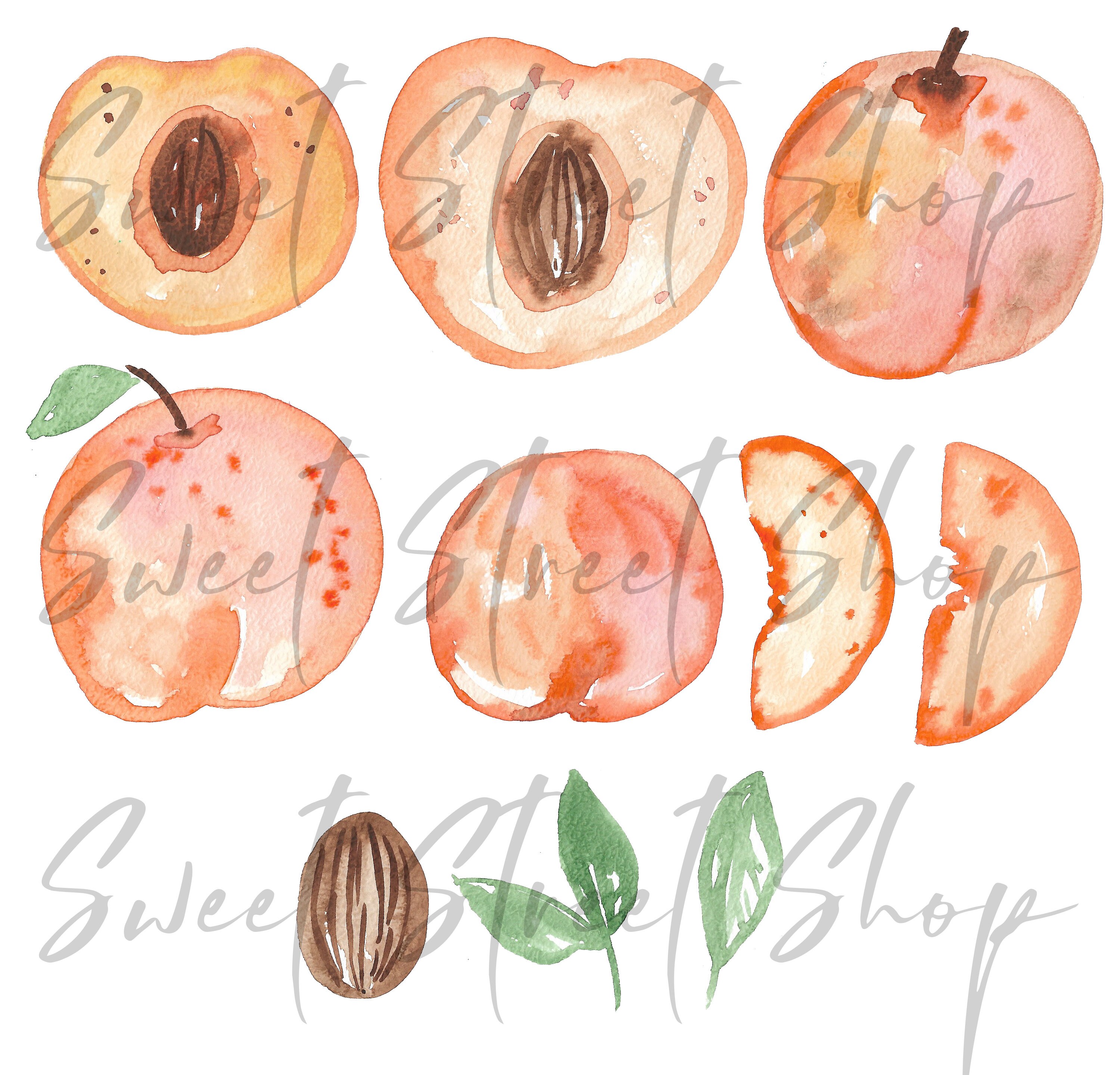 Peach Clip Art Watercolor Handpainted Digital Clipart Fruit - Etsy