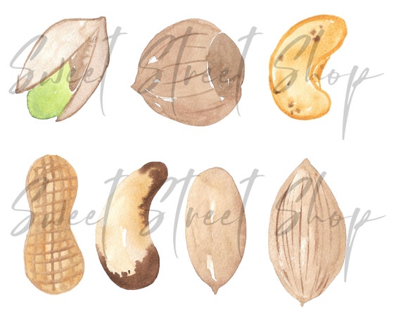 Clip Art Art & Collectibles Nuts Watercolor Handpainted Digital Clipart ...