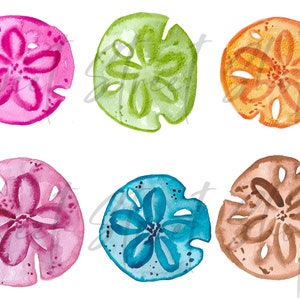 Sand Dollar Clip Art Watercolor Handpainted Digital Clipart Cards ...