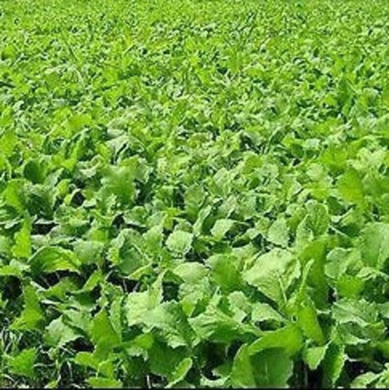 2,000 Purple Top Turnip Garden Deer Food Plot Seeds - Etsy