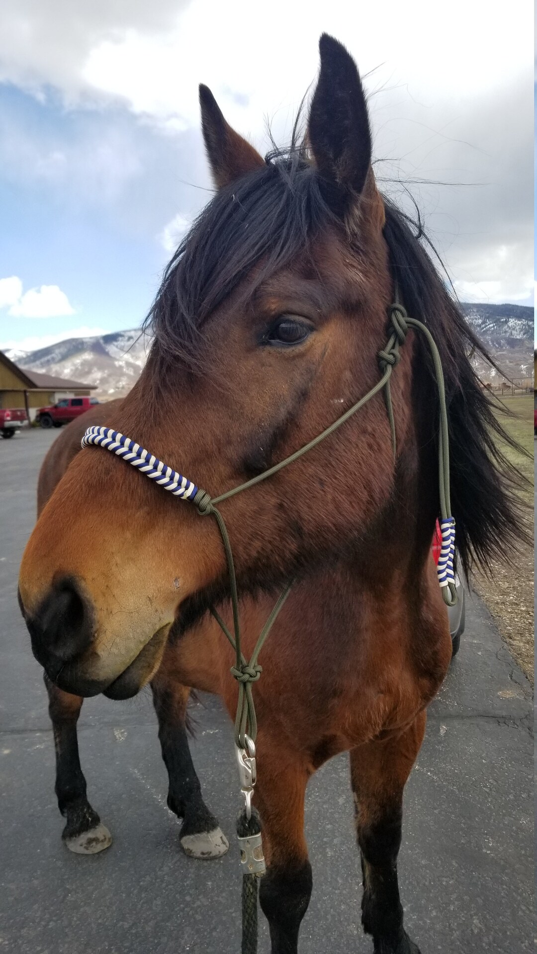Large Hose Rope Halter - Etsy