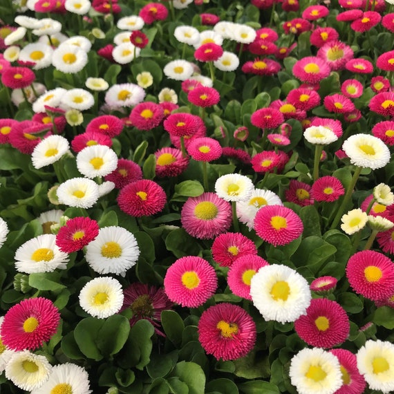 Seeds & Seed Bombs Home & Living 100 Daisy Seeds Bellis Perennis ...