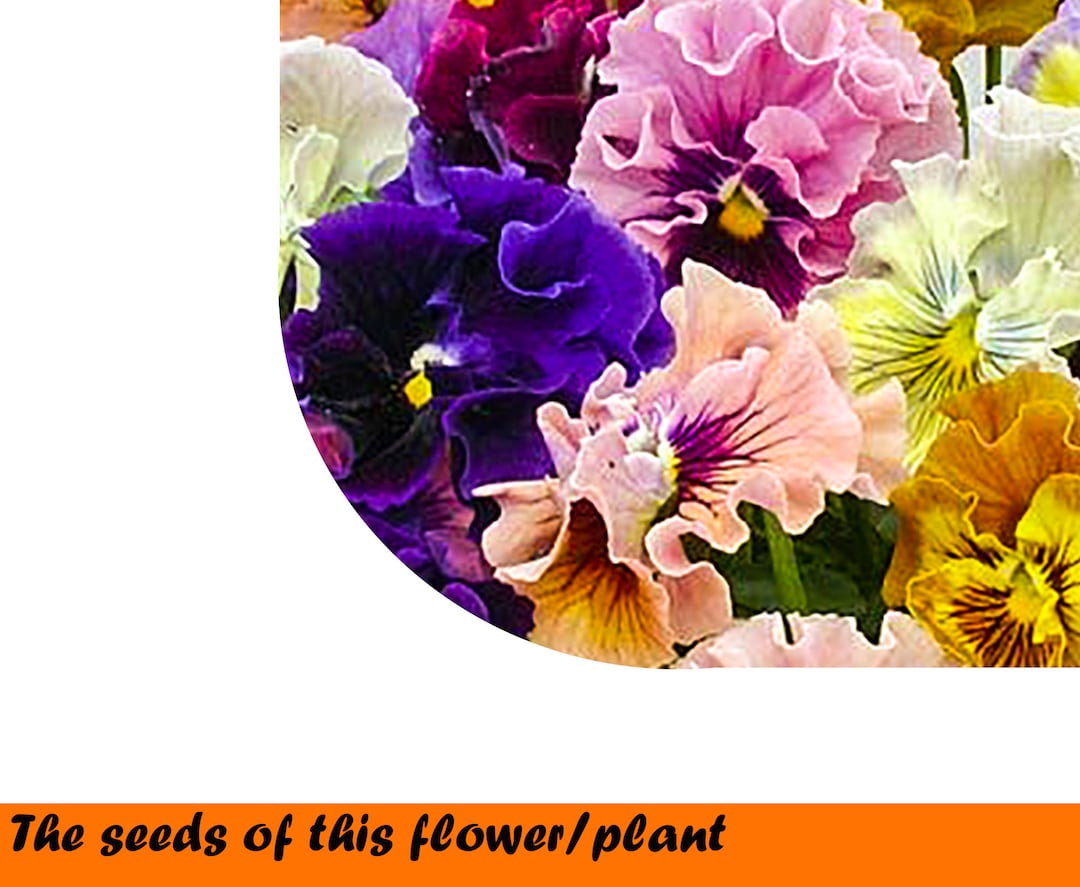 Pansy Rococo 0,1 G. ~80 Seeds - Etsy UK