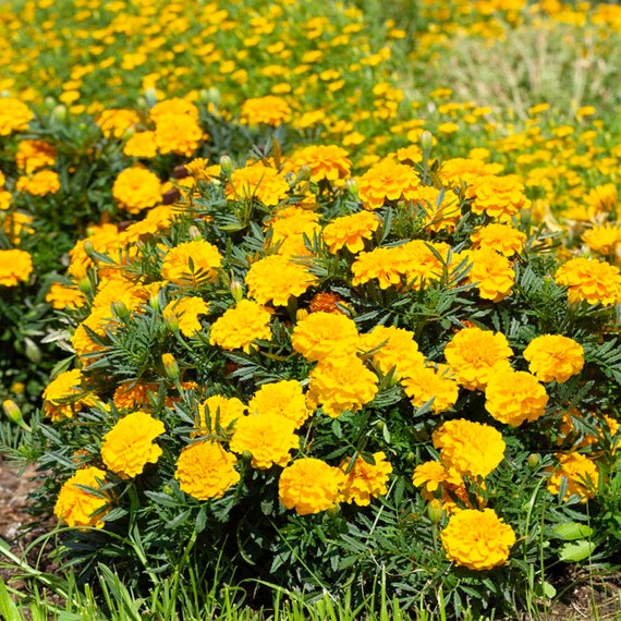 French Marigold Boy Golden 0.2g | Etsy