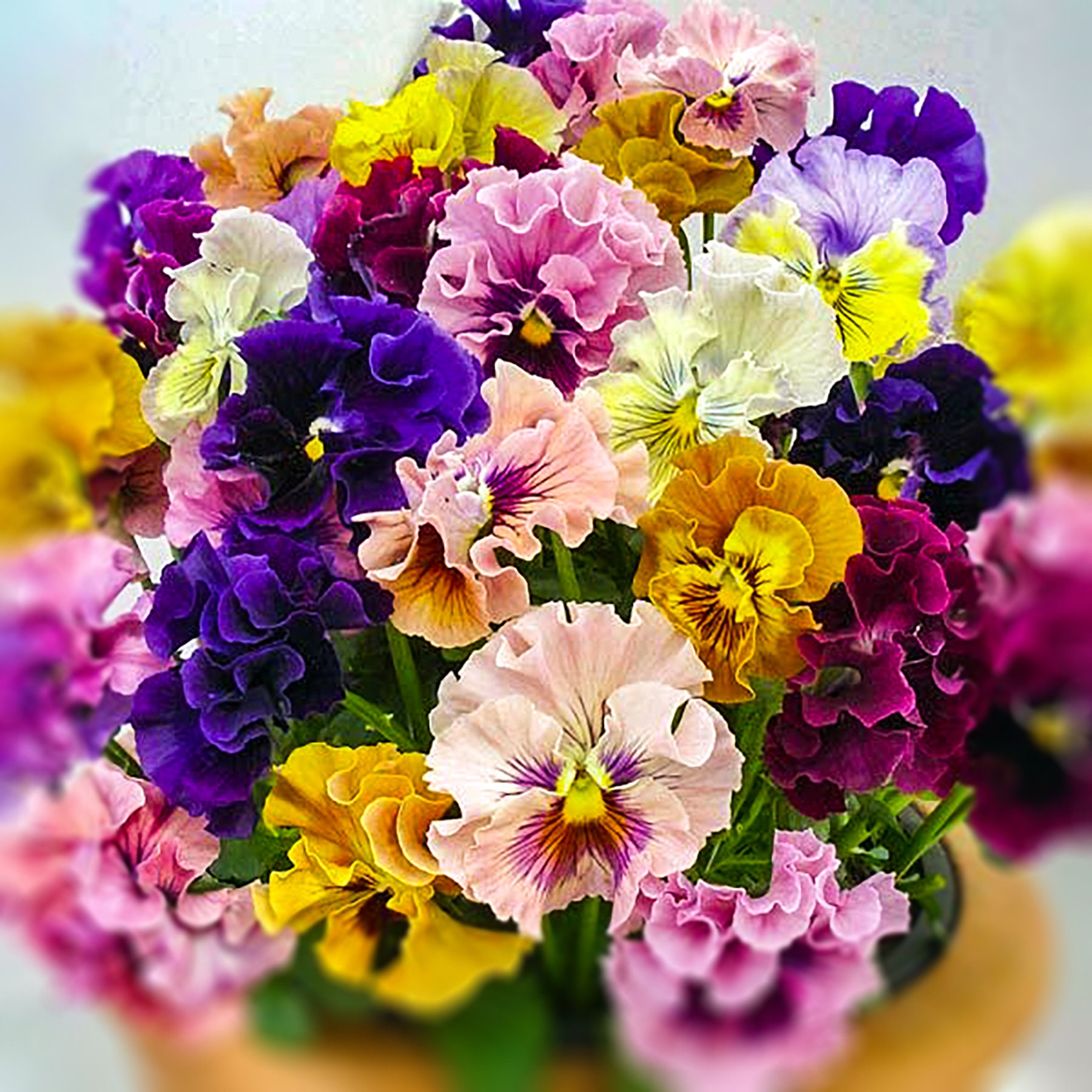 Pansy Rococo 0,1 G. ~80 Seeds - Etsy UK